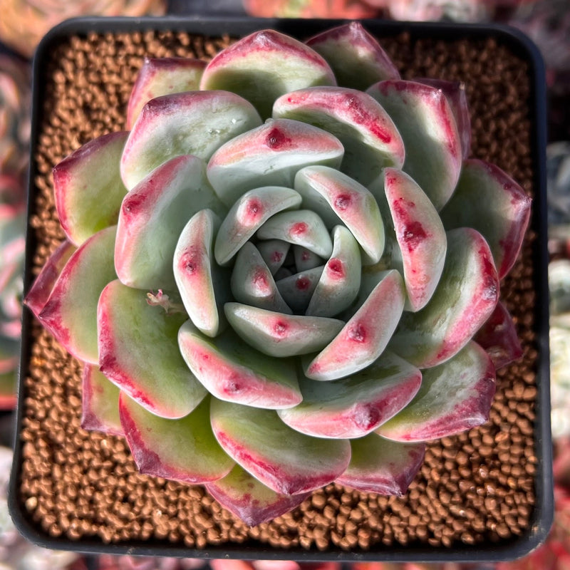 Echeveria 'Ratam' 3" Succulent Plant – True Succulents Plant Co.