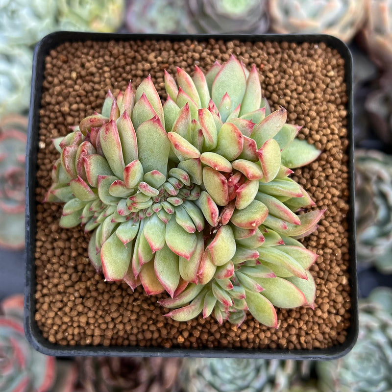 Echeveria 'Ratam' Crested 3" Succulent Plant – True Succulents Plant Co.