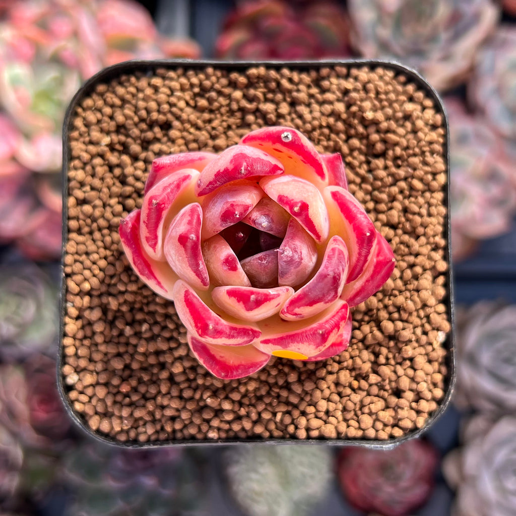 Echeveria 'Ratam' 1" Succulent Plant – True Succulents Plant Co.