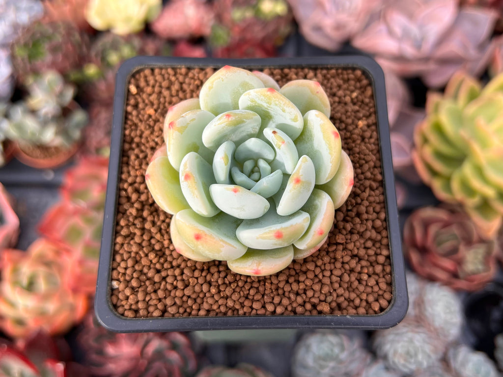 Echeveria 'Chloe' 1" Succulent Plant – True Succulents Plant Co.