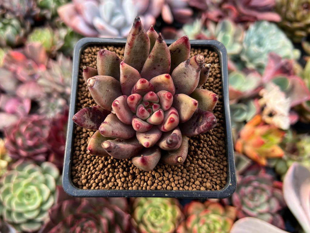 Echeveria Agavoides 'Psyche' 2" Succulent Plant – True Succulents Plant Co.