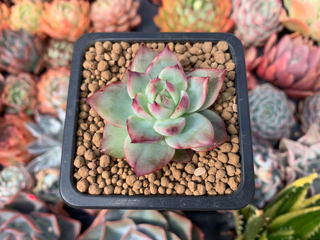 Echeveria 'Casio' Variegated 1" Succulent Plant – True Succulents Plant Co.