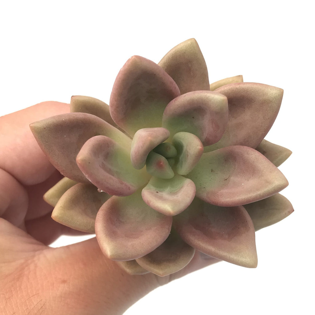 Graptoveria 'Ruby Donna' 2" Rare Succulent Plant – True Succulents ...