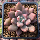 Graptoveria 'Ruby Donna' 2" Succulent Plant – True Succulents Plant Co.