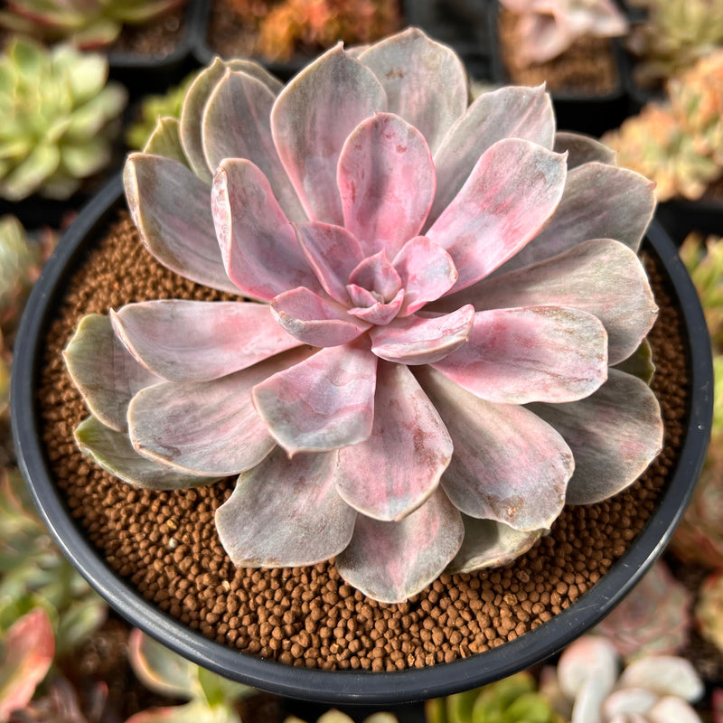 Echeveria 'Perle von Nurnberg' Variegated 3"-4" Succulent Plant – True Succulents Plant Co.