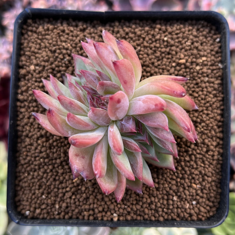 Echeveria 'Ratam' Crested 2" Succulent Plant – True Succulents Plant Co.