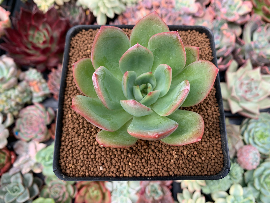 Echeveria 'Red Glow' 3" Succulent Plant – True Succulents Plant Co.