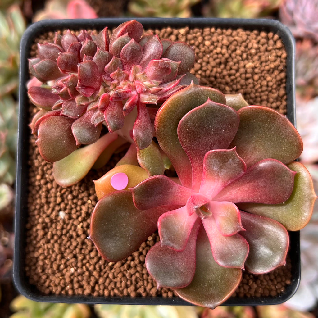 Echeveria 'Zestar' Crested 3" Succulent Plant – True Succulents Plant Co.