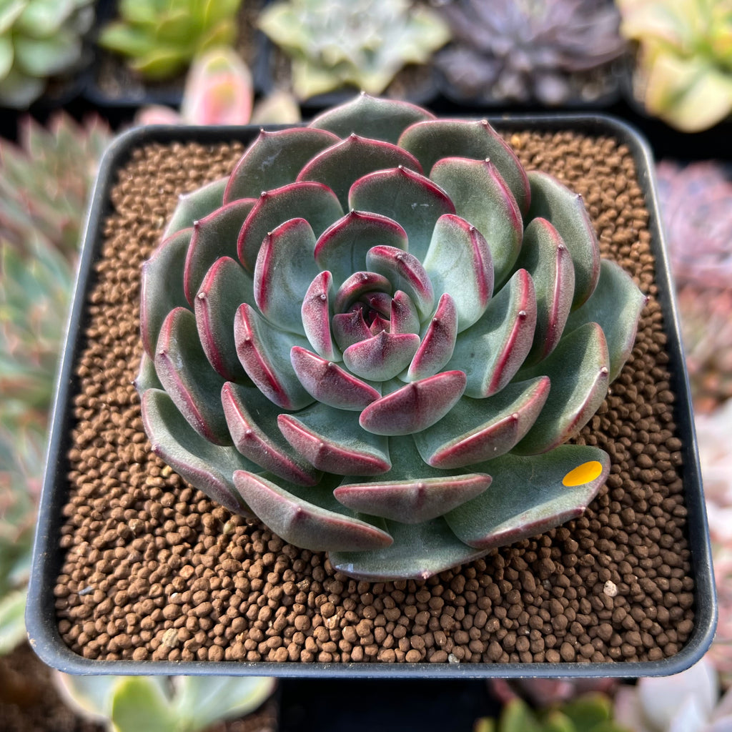 Echeveria Agavoides 'Black Eyes' 2" Succulent Plant – True Succulents ...