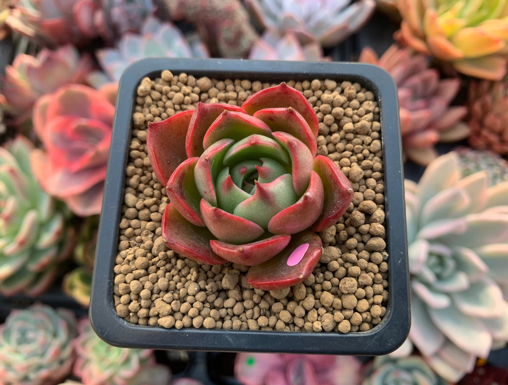 Echeveria 'Hailey' 2" Succulent Plant – True Succulents Plant Co.