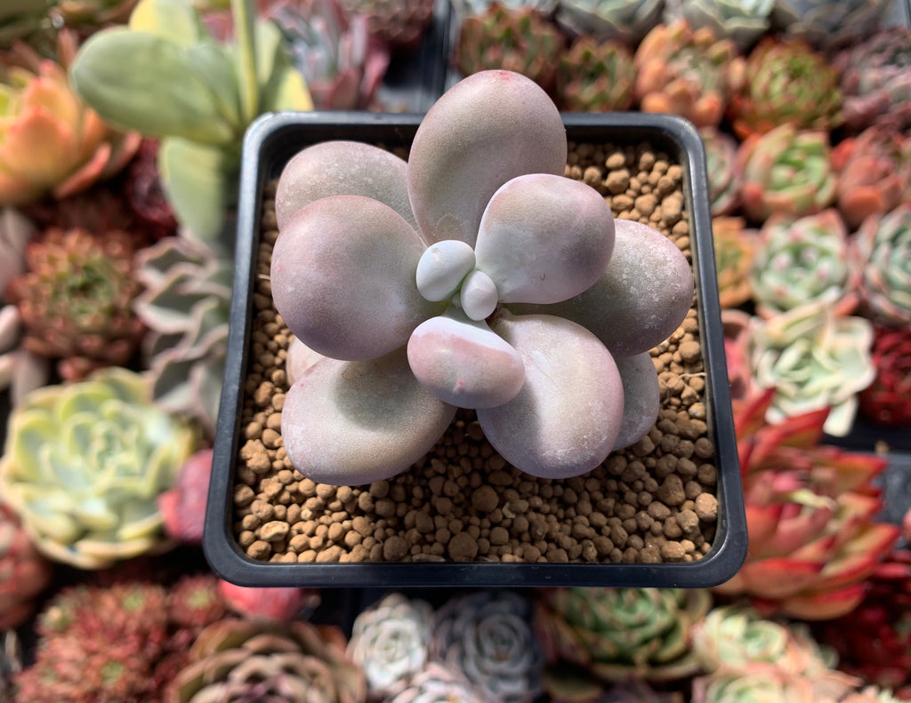 Pachyphtyum 'Moon Stone' sp. 1" Succulent Plant – True Succulents Plant Co.