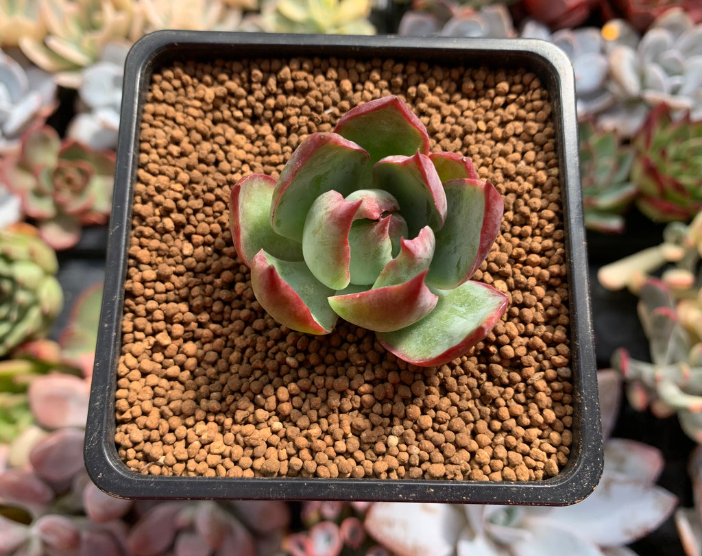 Echeveria 'Casio' 1"-2" Succulent Plant – True Succulents Plant Co.