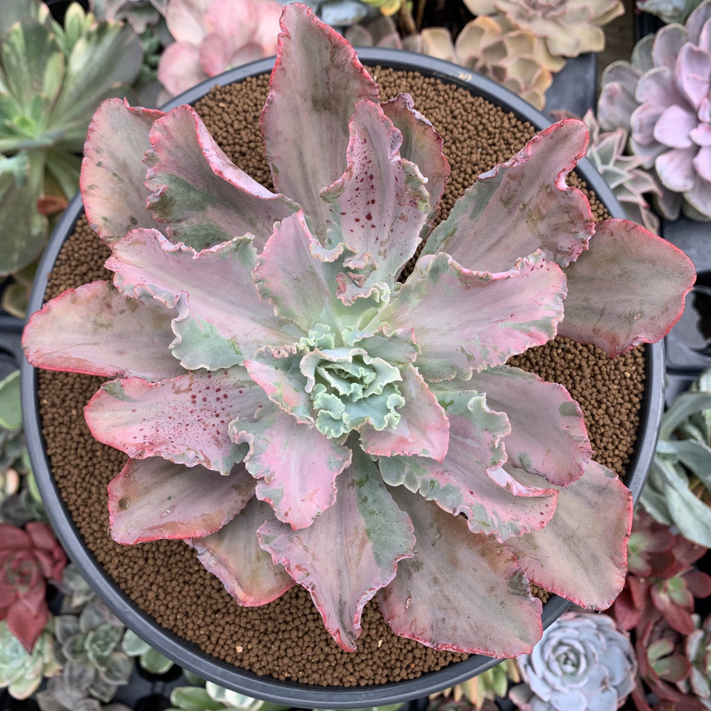 Echeveria 'Chantilly' Mutation Variegated 5" Large Succulent Plant ...