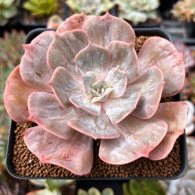 Echeveria 'Lilacina' Marble Variegated 3" Succulent Plant – True ...