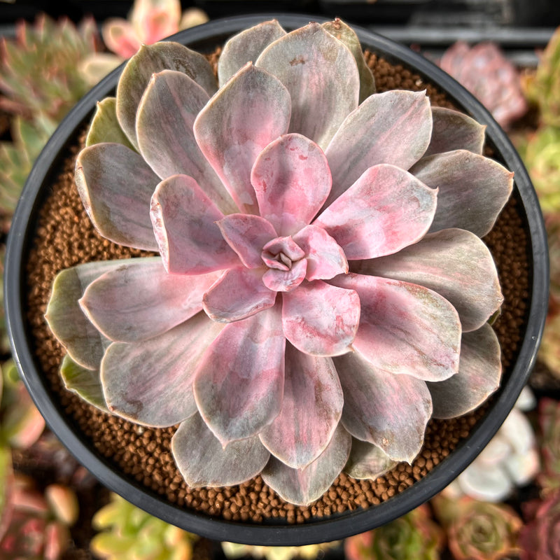 Echeveria 'Perle von Nurnberg' Variegated 3"-4" Succulent Plant – True Succulents Plant Co.