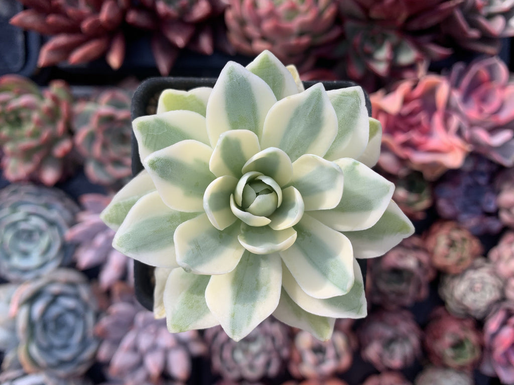 Orostachys 'Fuji' Variegated 2" Succulent Plant – True Succulents Plant Co.