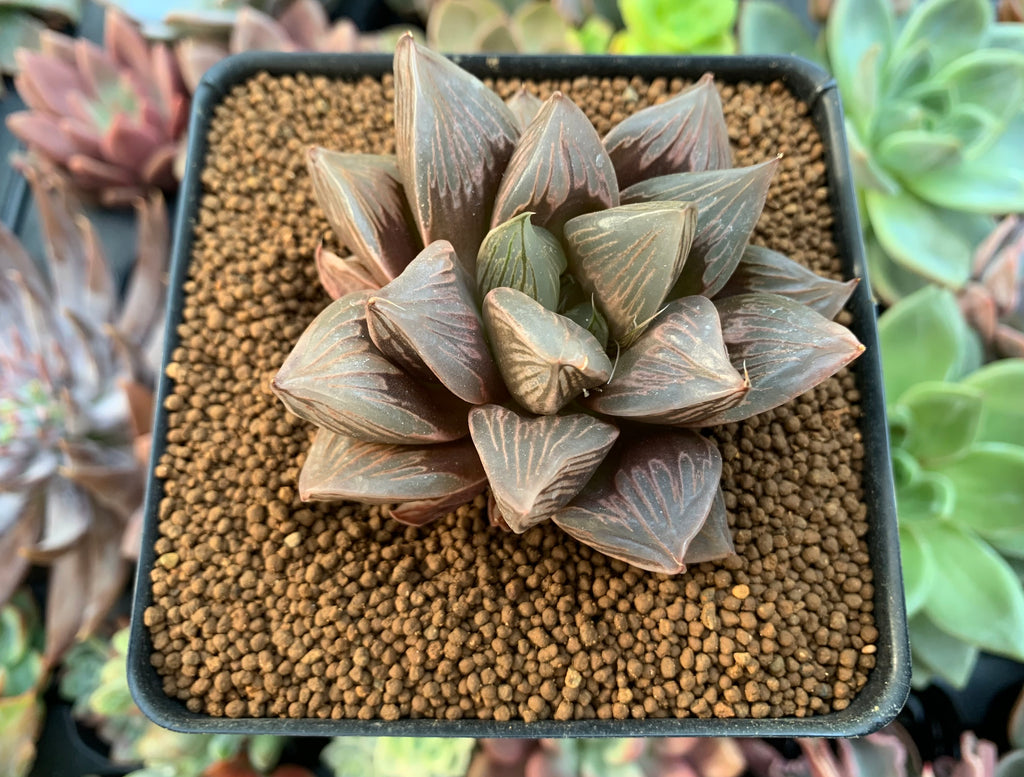 Haworthia 'Black Orpheus' 2"-3" Succulent Plant – True Succulents Plant Co.