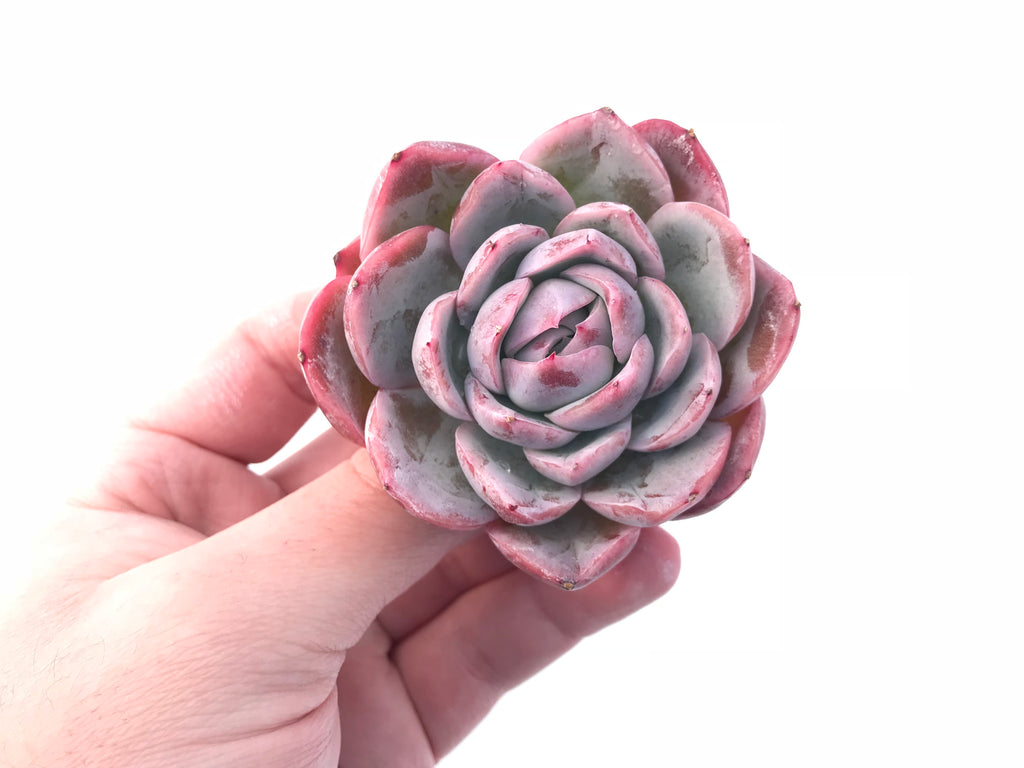Echeveria Raspberry Ice 2”-3" Rare Succulent Plant – True Succulents ...
