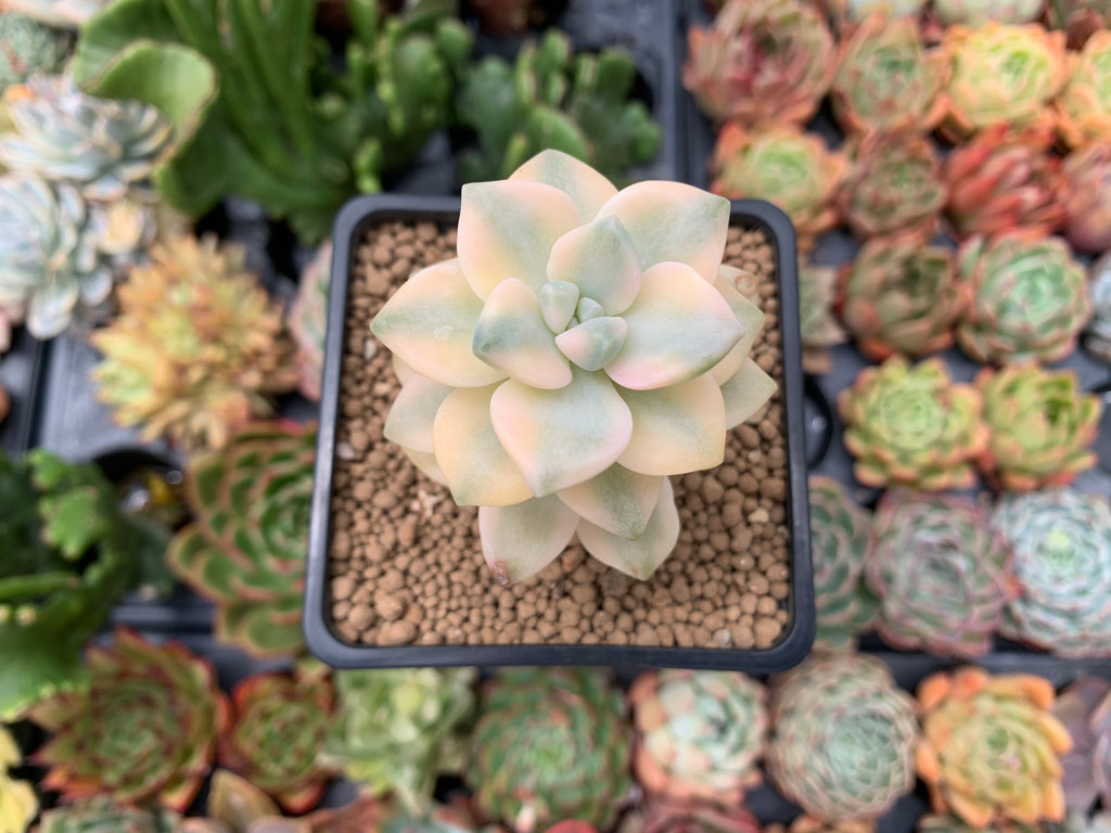 Graptoveria 'Titubans' Variegated 2” Succulent Plant – True Succulents ...