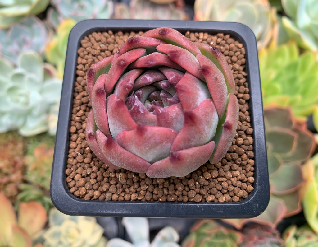 Echeveria 'Casio' 1" Succulent Plant – True Succulents Plant Co.