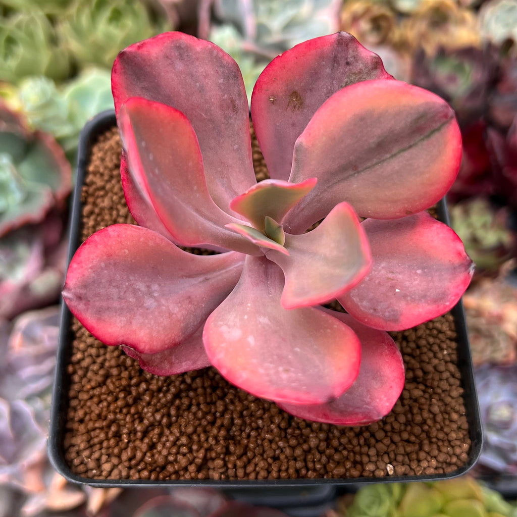 Echeveria 'Angel Wings' Variegated 3" Succulent Plant – True Succulents ...