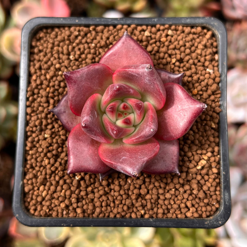 Echeveria Agavoides 'Romeo' 1" Succulent Plant – True Succulents Plant Co.