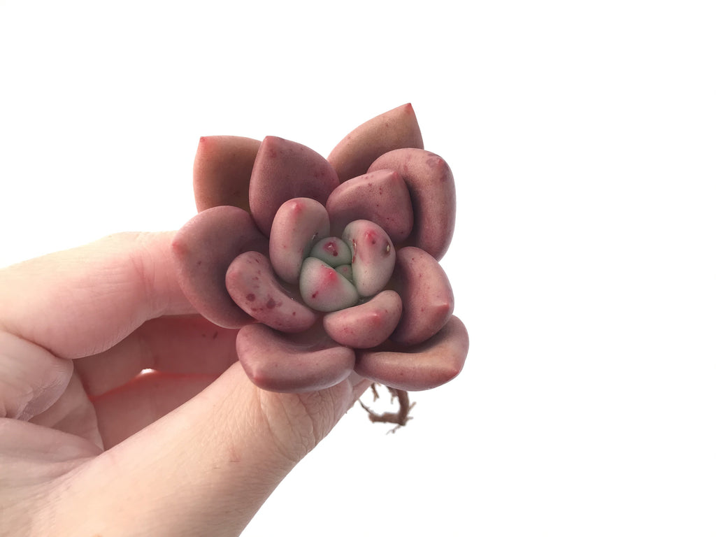 Graptoveria 'Ruby Donna' 2" Succulent Plant – True Succulents Plant Co.