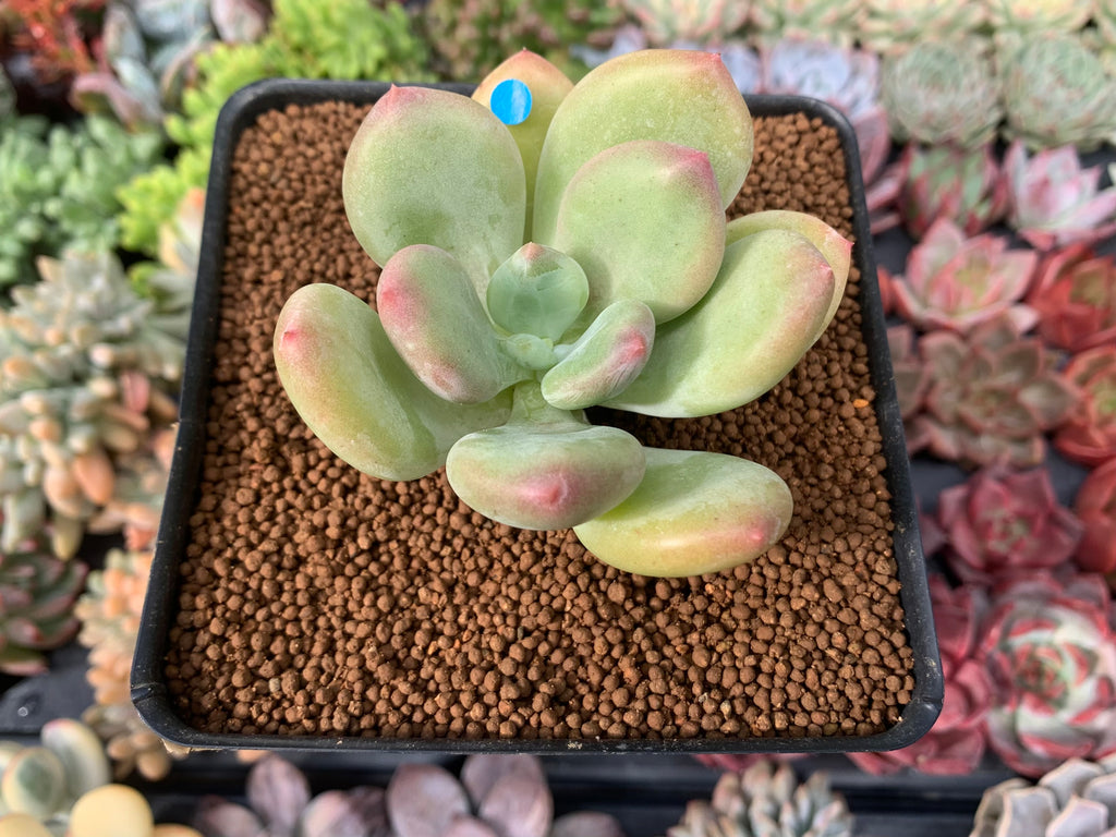Pachyphytum 'Doctor Cornelius' 2" Succulent Plant – True Succulents ...