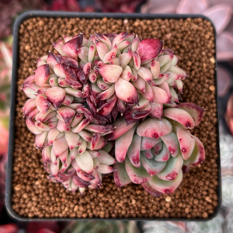 Echeveria 'Ratam' Crested 2"-3" Succulent Plant – True Succulents Plant Co.