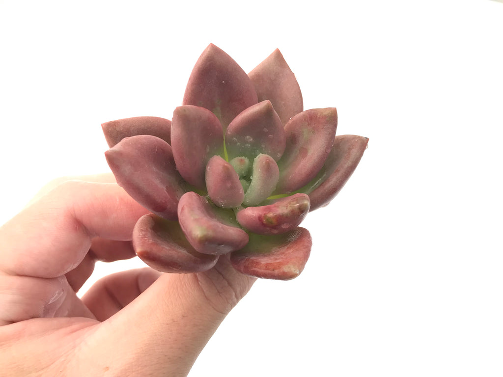 Graptoveria 'Ruby Donna' 2"-3" Succulent Plant – True Succulents Plant Co.