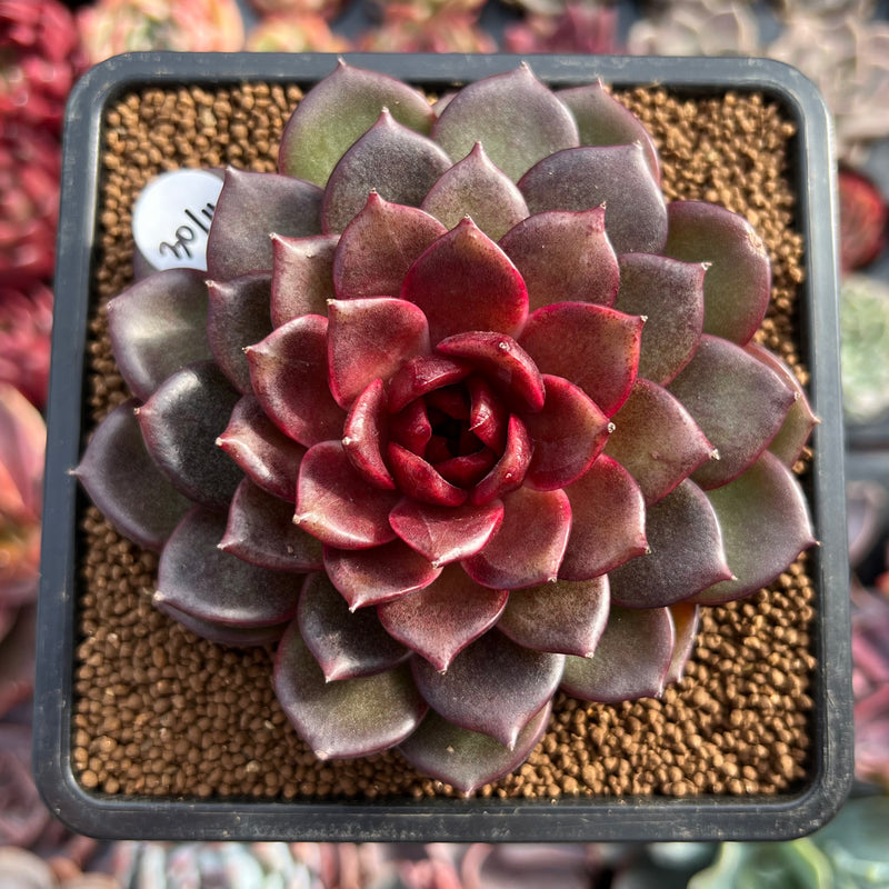 Echeveria Agavoides 'Red Chocolate' 3" New Hybrid Succulent Plant ...