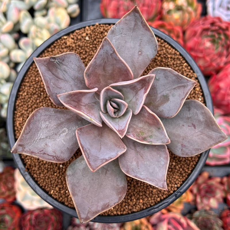 Echeveria 'Rodolfi' 4" Succulent Plant – True Succulents Plant Co.