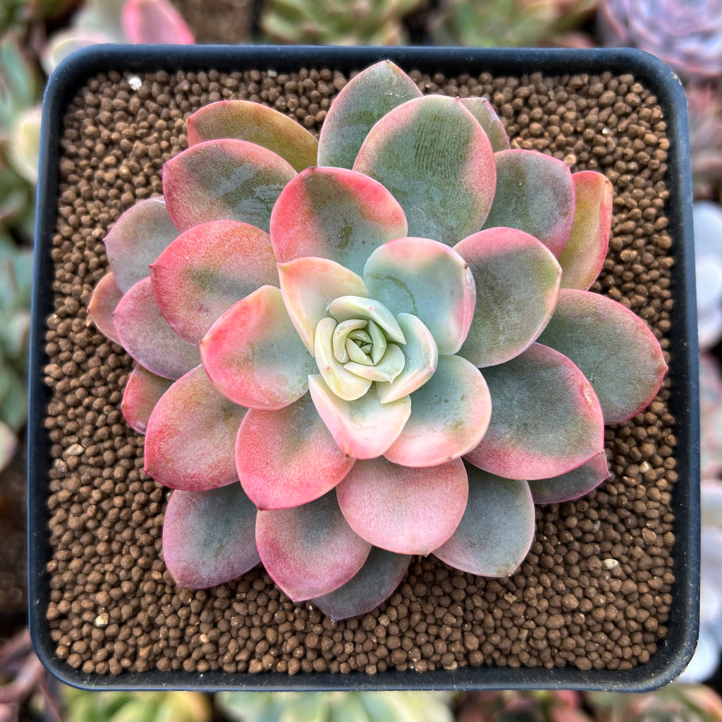 Echeveria 'Pink Vera' Variegated 2"-3" Succulent Plant – True ...