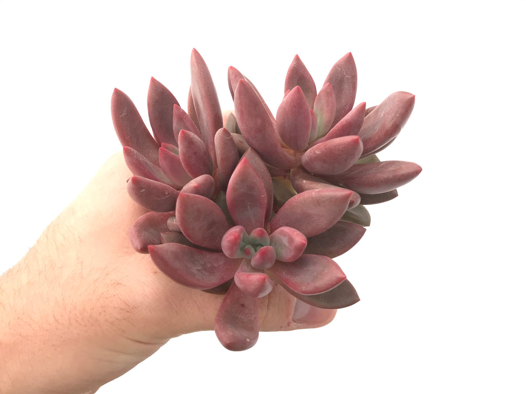 Graptoveria 'Ruby Donna' Cluster 3"-4" Succulent Plant – True ...