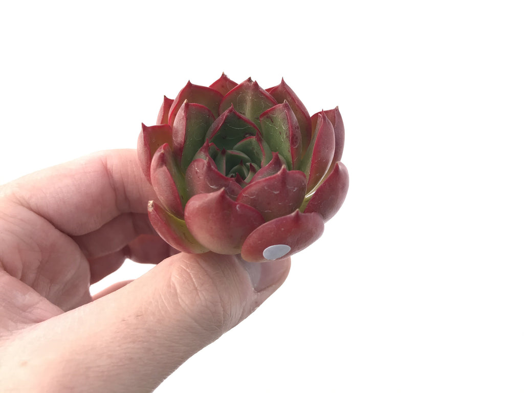 Echeveria 'Hailey' New Hybrid 2" Succulent Plant – True Succulents ...