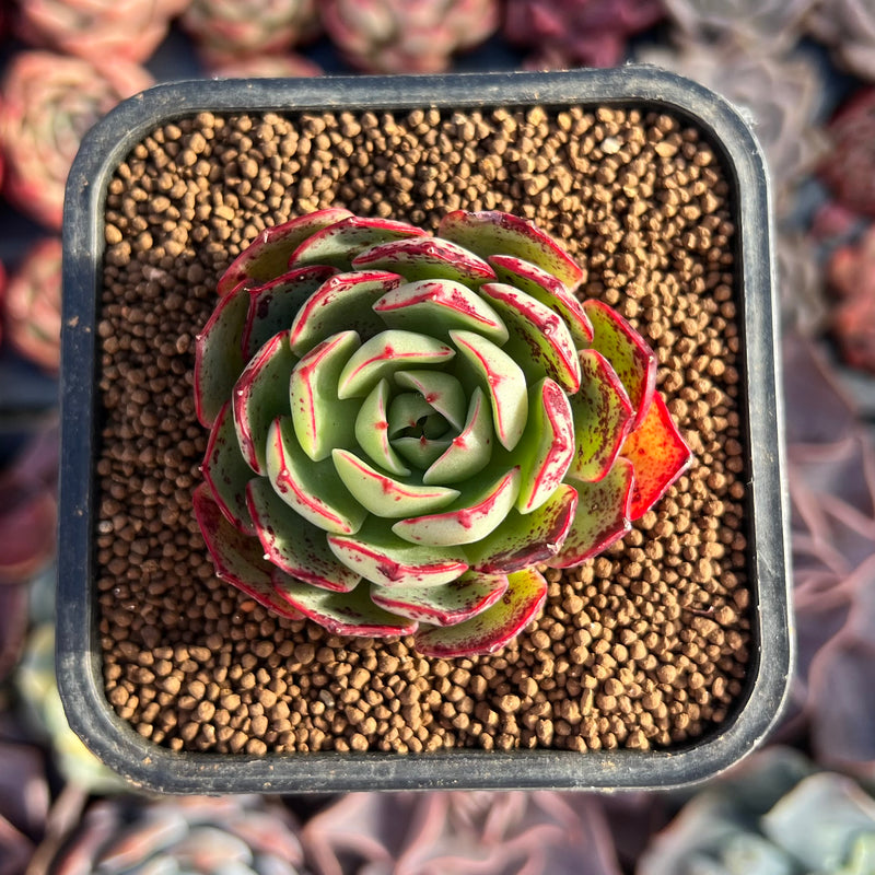 Echeveria 'Love Fire ' 1"-2" Succulent Plant – True Succulents Plant Co.