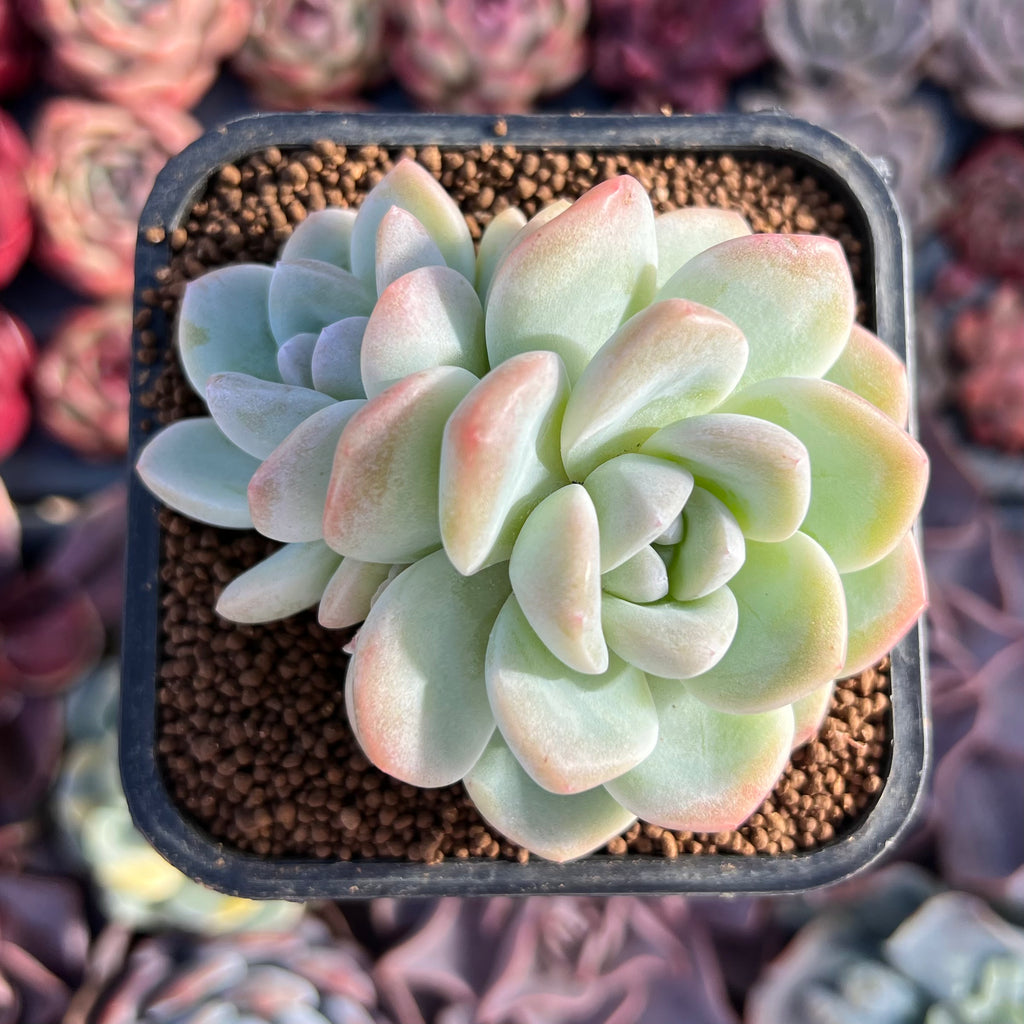 Echeveria 'Icy Green' 1"-2" Succulent Plant – True Succulents Plant Co.
