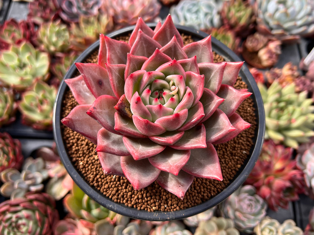 Echeveria Agavoides 'Poem' 5" Succulent Plant – True Succulents Plant Co.