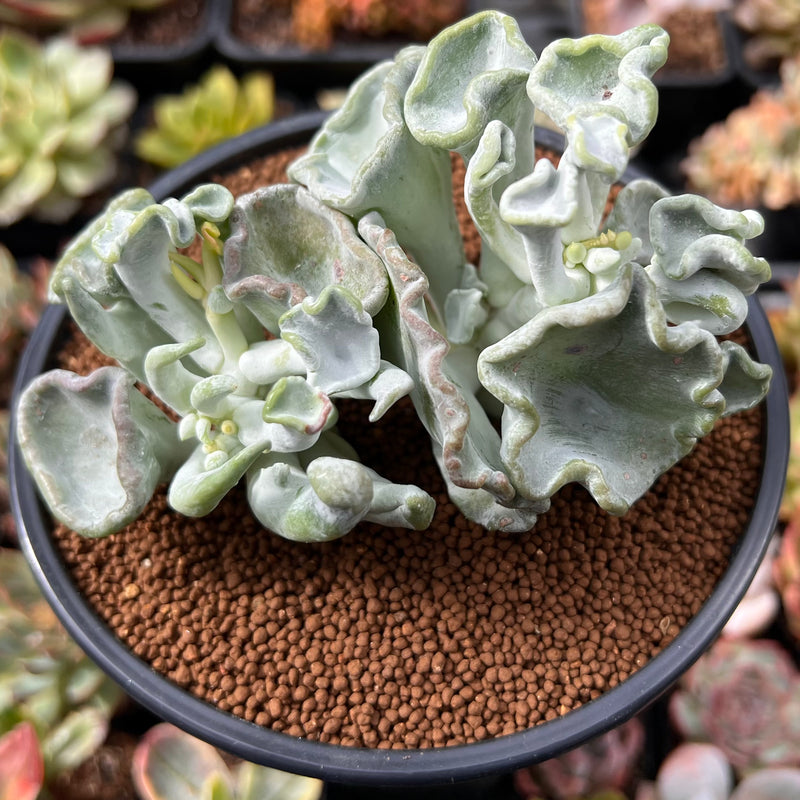 Cotyledon Undulata 'Shires Hobbit' 3" Succulent Plant – True Succulents ...