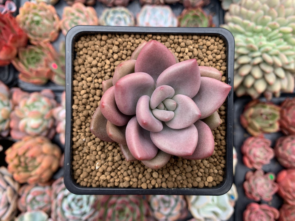 Graptoveria 'Ruby Donna' 2" Succulent Plant – True Succulents Plant Co.
