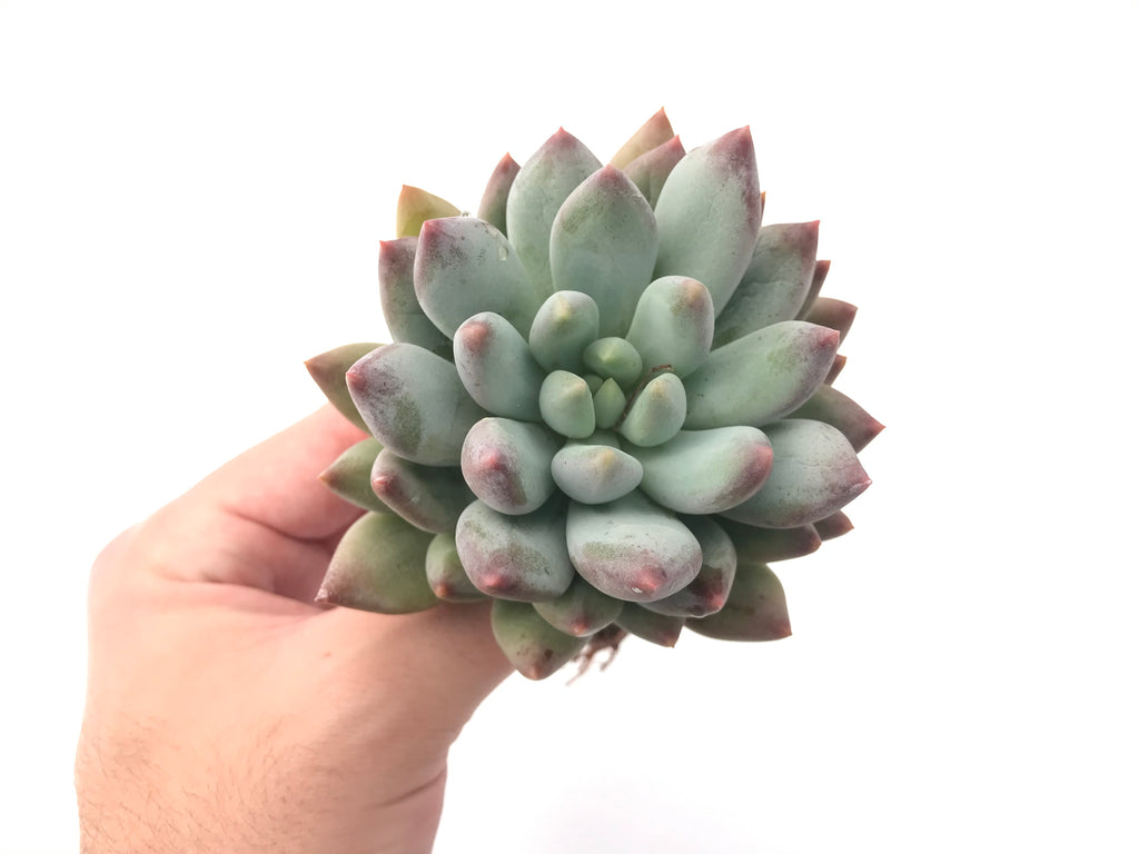Echeveria 'Venus' 2"-3" Powdery Succulent Plant – True Succulents Plant Co.
