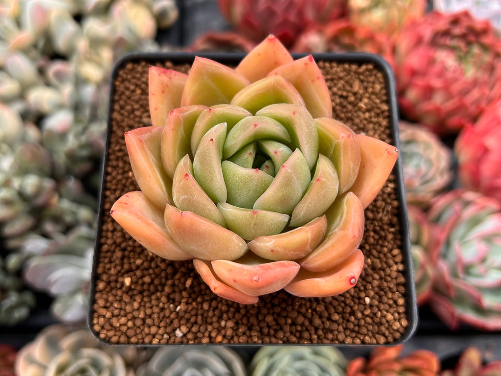 Echeveria 'Acra' 3" Succulent Plant – True Succulents Plant Co.