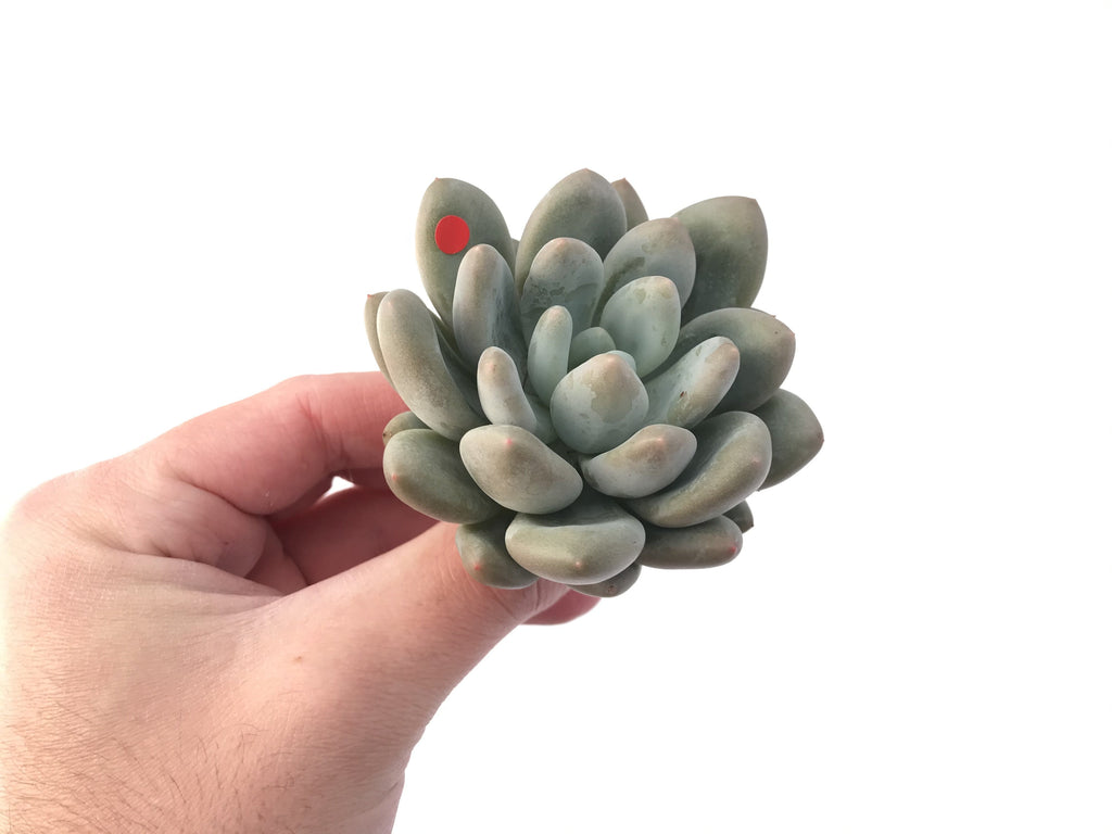 Pachyphytum cv 'Frevel' 4" Succulent Plant – True Succulents Plant Co.