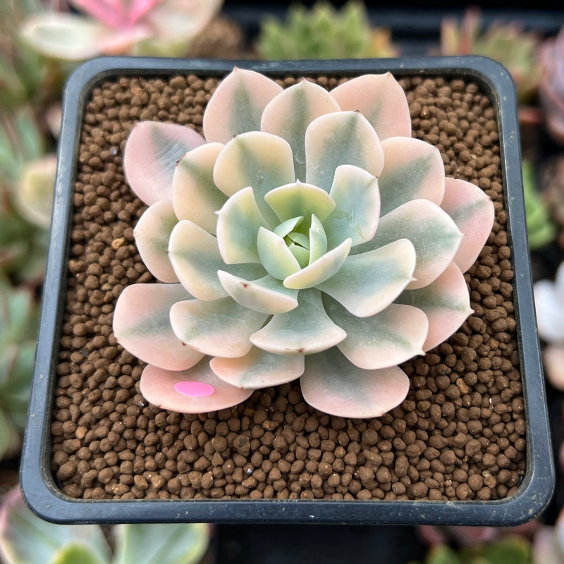 Echeveria Runyonii Variegated (Aka Echeveria 'Akaihosi' Variegated) 2" – True Succulents Plant Co.