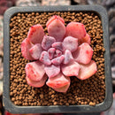 Echeveria 'Devolution' 1" Succulent Plant – True Succulents Plant Co.