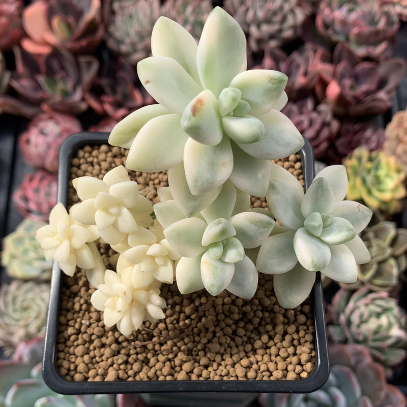 Graptoveria 'Titubans' Variegated 4" Succulent Plant – True Succulents ...