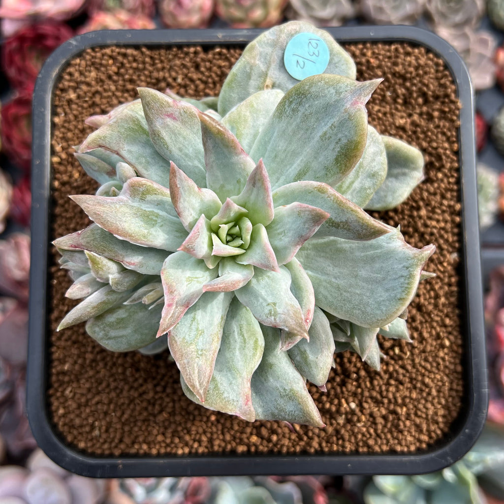 Graptoveria 'Harry Watson' 3"-4" Succulent Plant – True Succulents ...