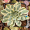 Orostachys 'Fuji' Variegated 2"-3" Succulent Plant – True Succulents ...