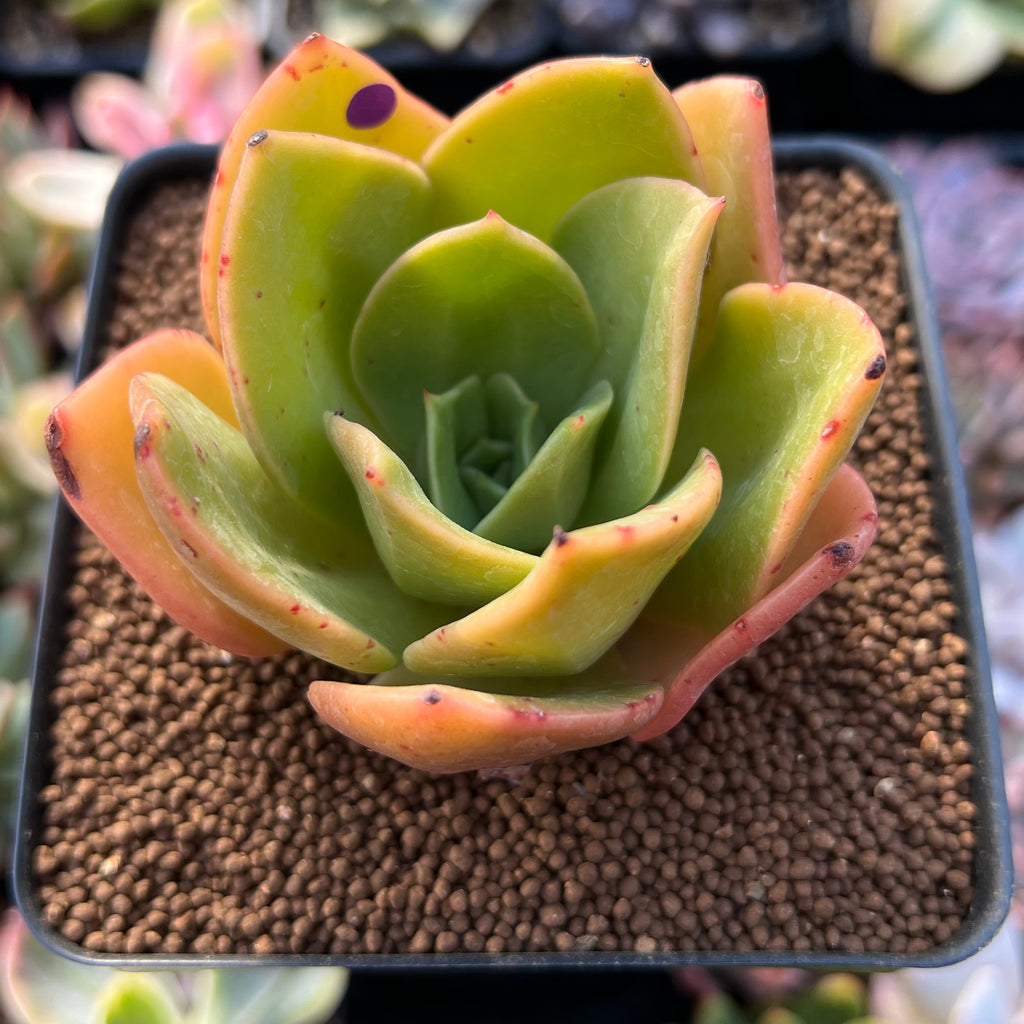 Echeveria 'Jude' 2" Succulent Plant – True Succulents Plant Co.
