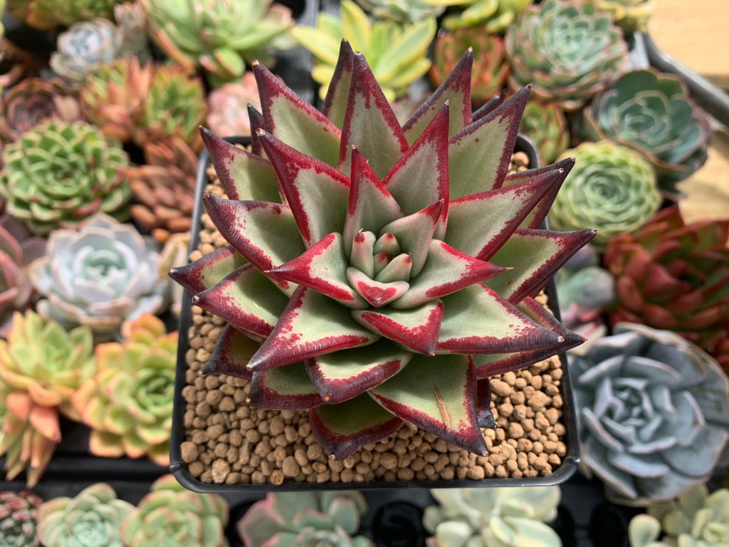 Echeveria Agavoides 'Casio' 4" Succulent Plant – True Succulents Plant Co.